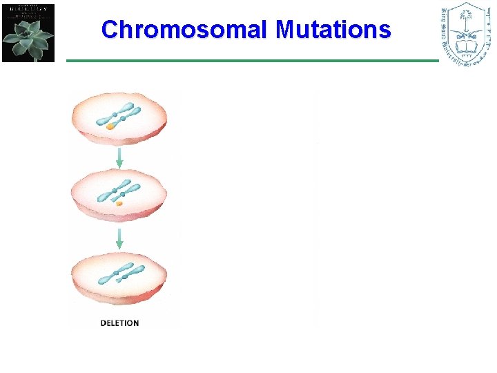 1 THE CHROMOSOMAL BASIS OF INHERITANCE 1 The