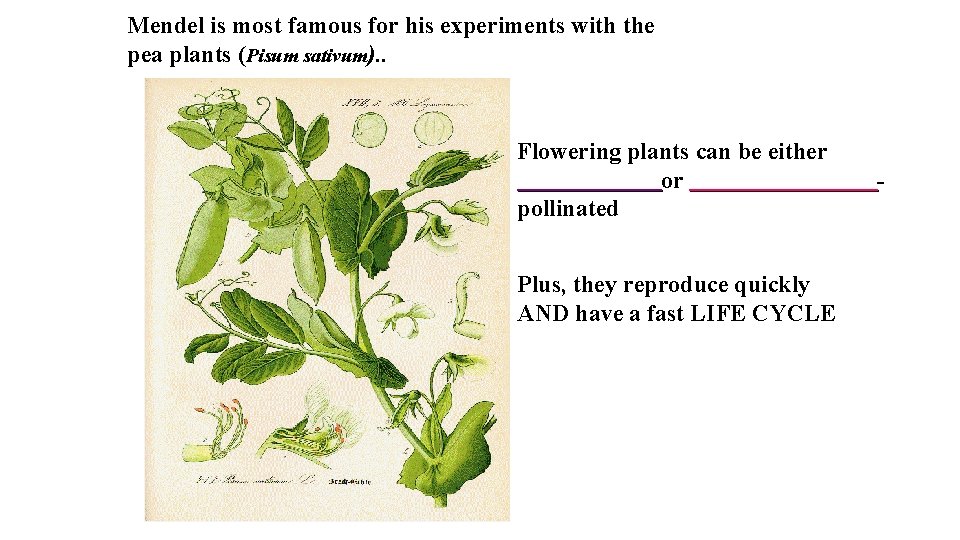 Chapter 11 Introduction to Genetics A Brief History