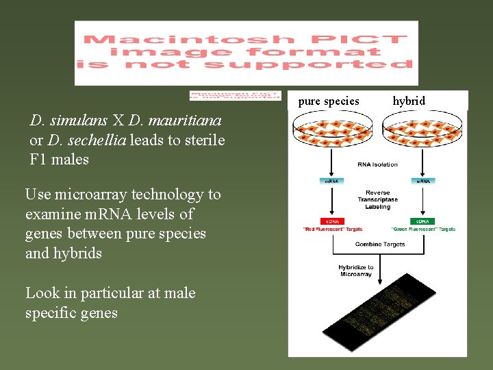 Speciation Genes How does one species become two