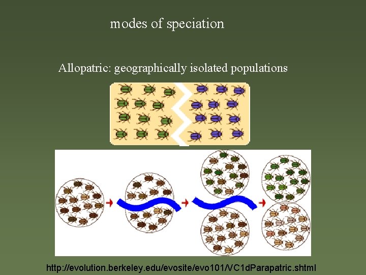 Speciation Genes How does one species become two