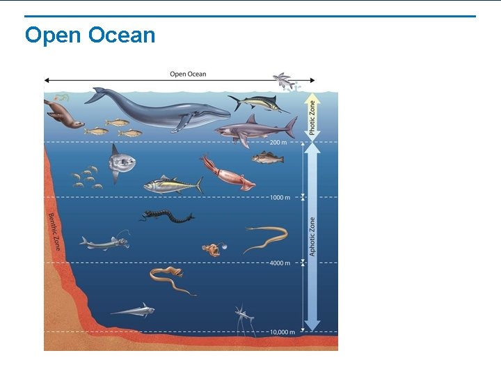 Biomes and Aquatic Ecosystems Learning Objectives Identify how