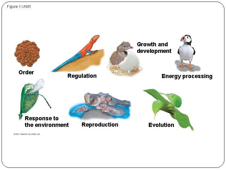 Unifying Themes in Biology Chapter 1 Lecture Objectives