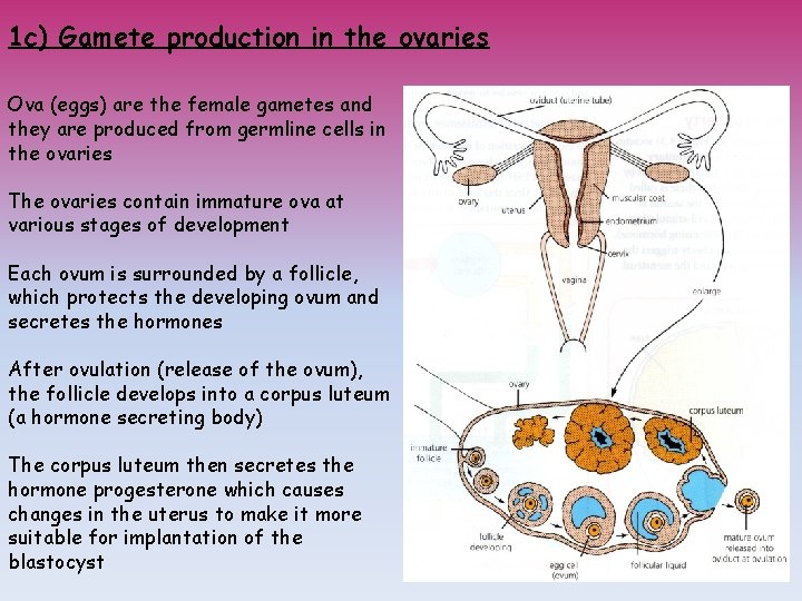 Higher Human Biology Unit 2 Physiology Health KEY