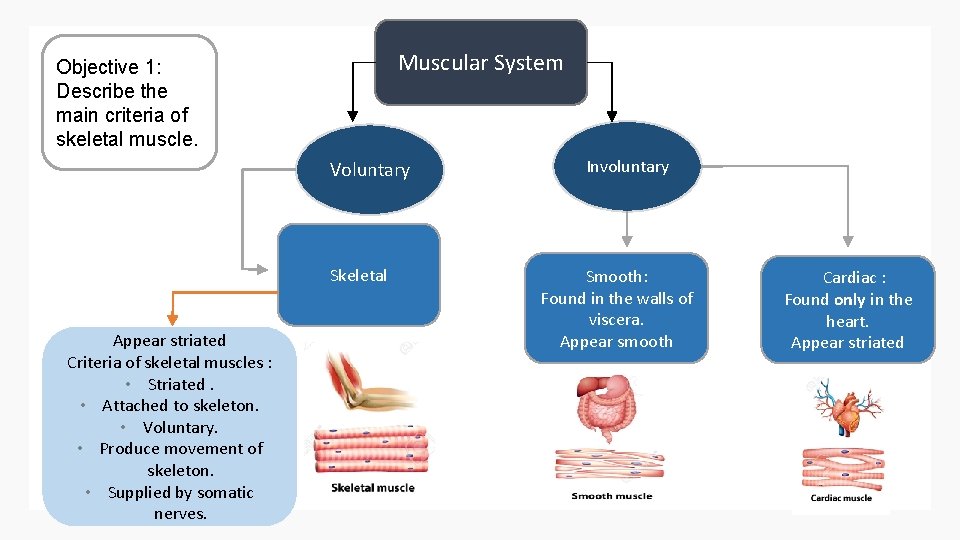 Objectives o Describe the main criteria of skeletal