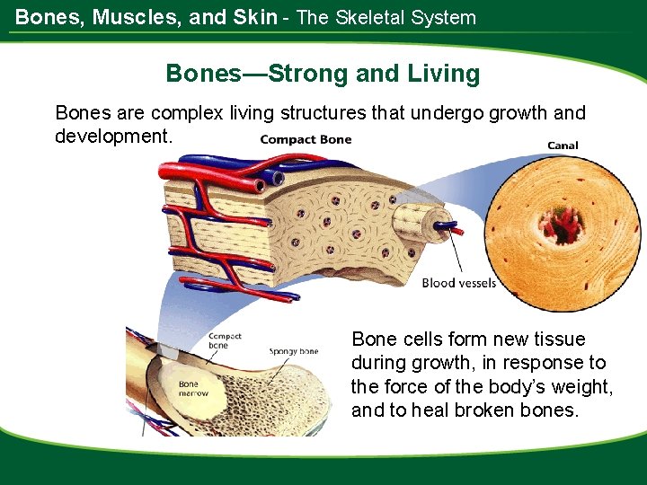 Bones Muscles and Skin The Skeletal System Bellringer