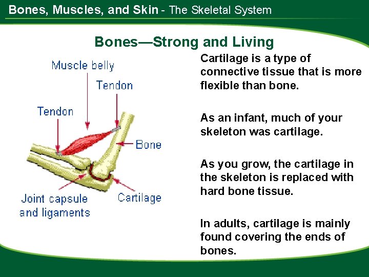 Bones Muscles and Skin The Skeletal System Bellringer