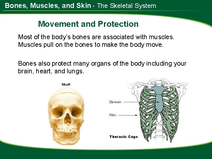 Bones Muscles and Skin The Skeletal System Bellringer