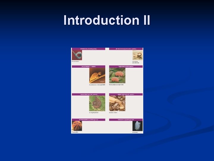 Invertebrates Packet 38 Introduction I Introduction II Invertebrates