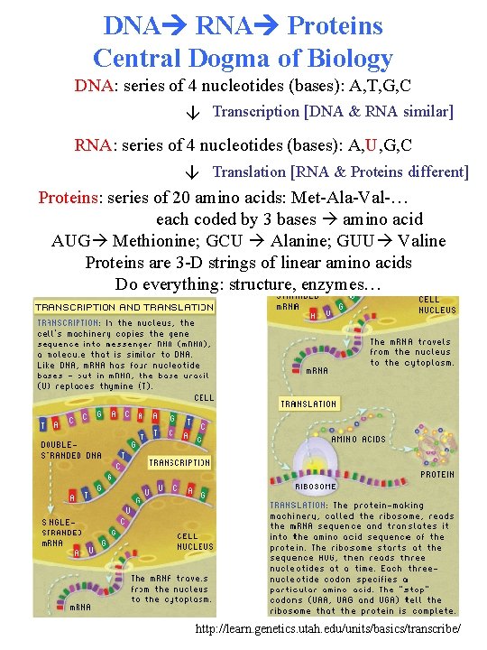 Central Dogma of Biology Nucleic Acids 1 Quiz