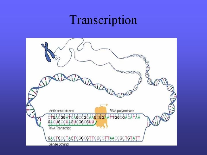 Big picture of protein synthesis Transcription Translation Just