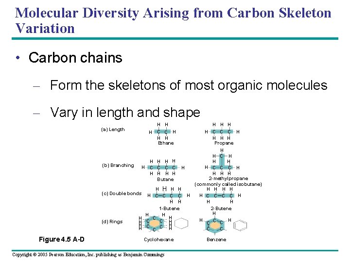 Chapter 4 Carbon and the Molecular Diversity of