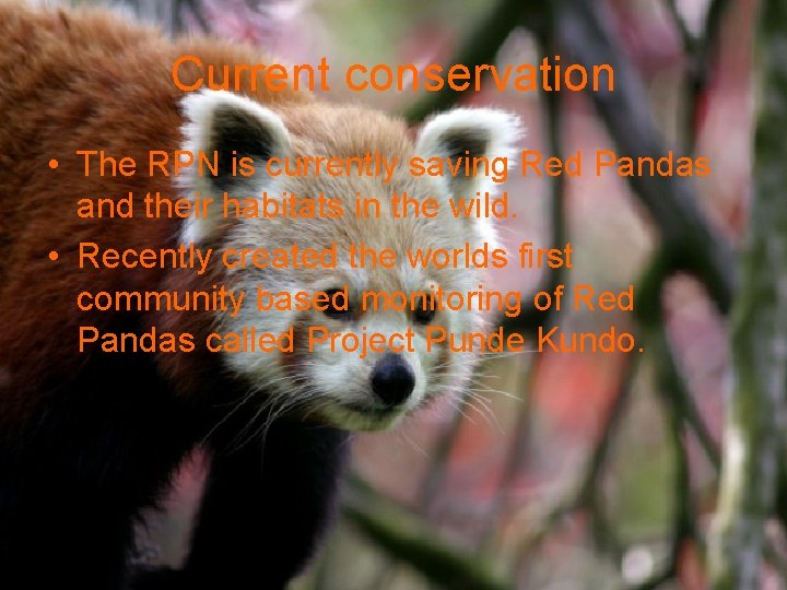 Scurry to save The Red Panda By Marley