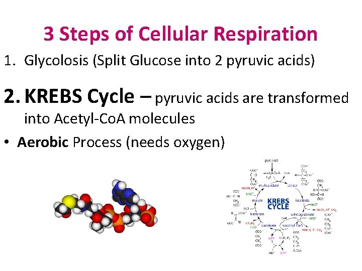 Bio Energetics Photosynthesis Respiration Fermentation WarmUp What is