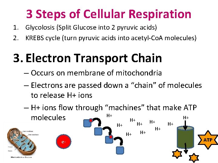 Bio Energetics Photosynthesis Respiration Fermentation WarmUp What is