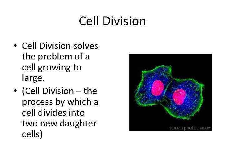 CELL GROWTH How big are cells Cells are