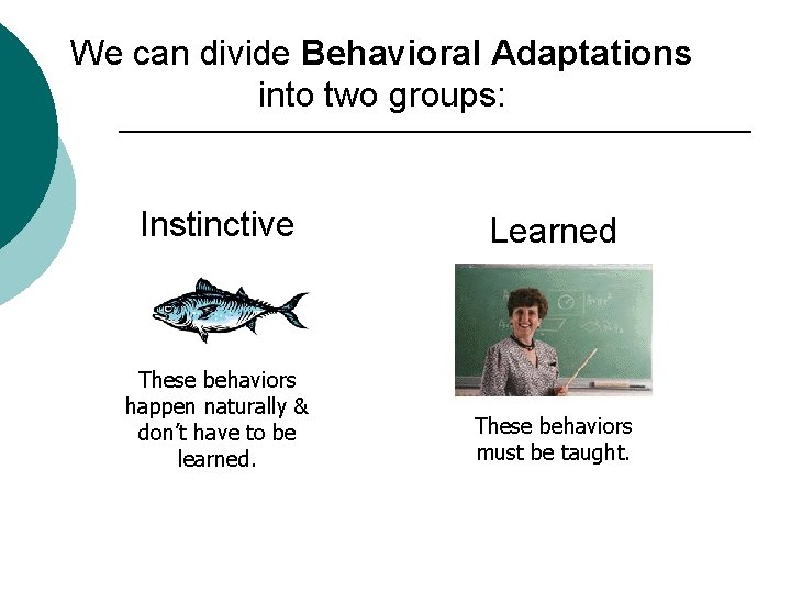 Animal Adaptations Provided by City of Corpus Christi