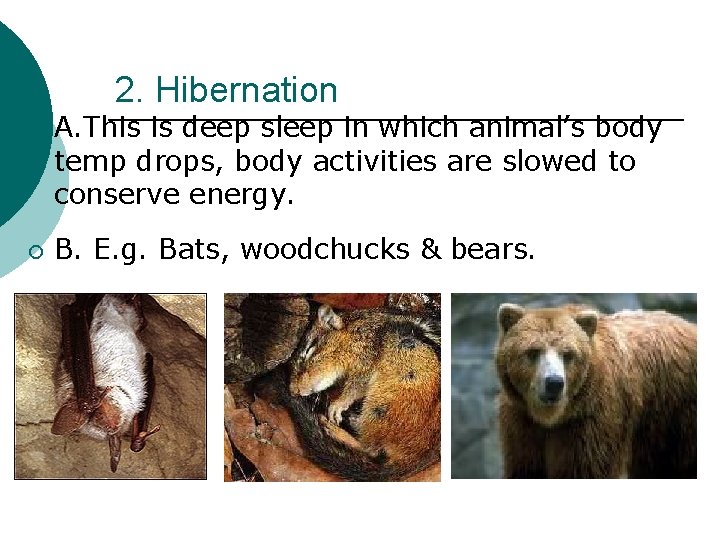 Animal Adaptations Provided by City of Corpus Christi