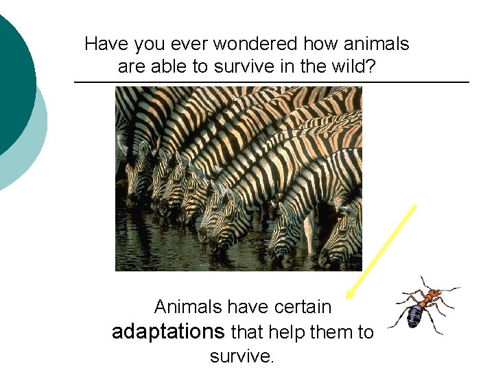 Animal Adaptations Provided by City of Corpus Christi