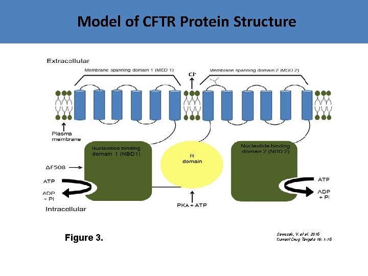 Treating Cystic Fibrosis Using Snitrosothiol Compounds Objective This