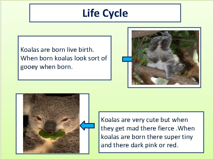 koalas By Katia Abdo Animal Facts Description Koalas