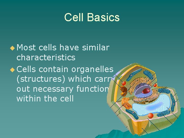 Cell Structure and Function Building Blocks of Life