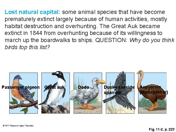 Sustaining Biodiversity The Species Approach Overview Questions How