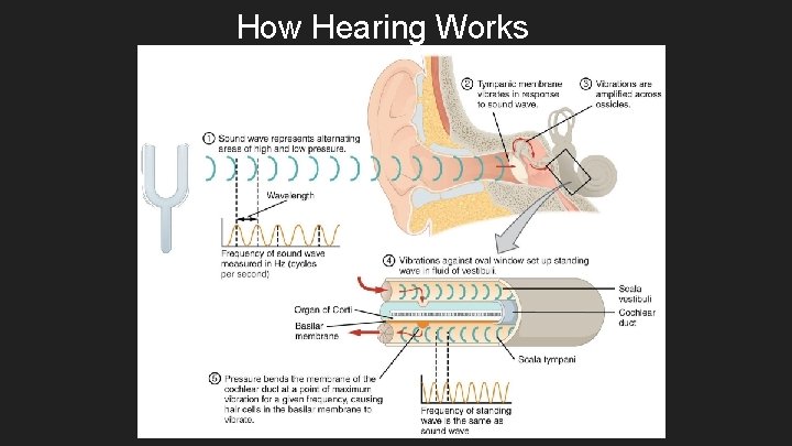Technologies for the Visually and Audibly Impaired Lawrence