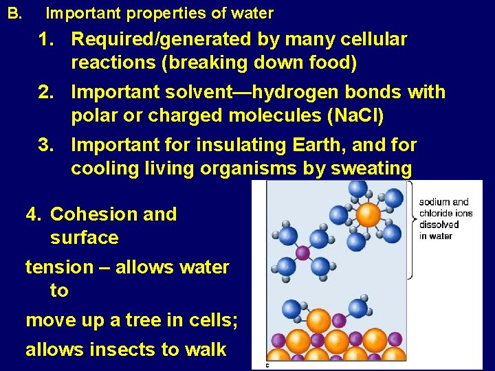Water and Biological Molecules I The Importance of
