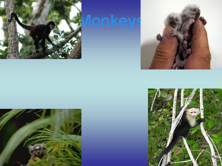 Amazing Rainforests By Shay Mc Cool and Emma