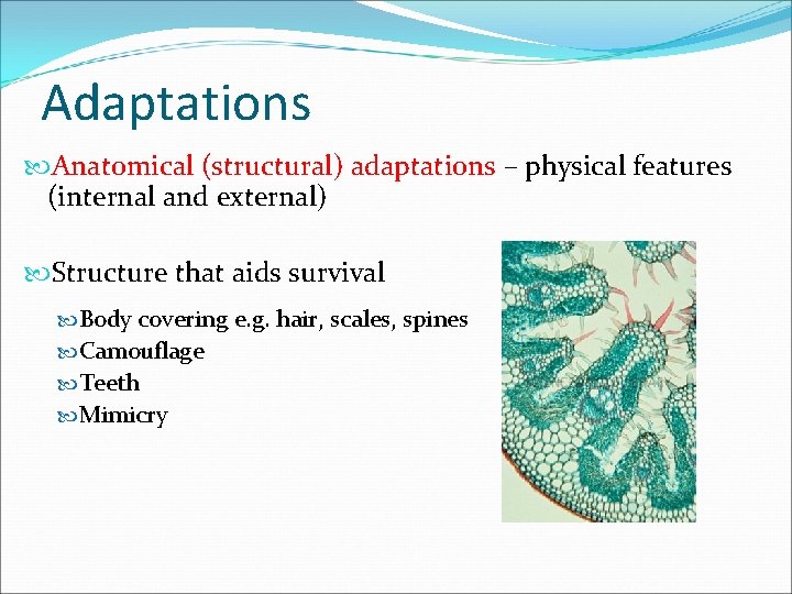 Adaptations Learning Objectives To understand the how living