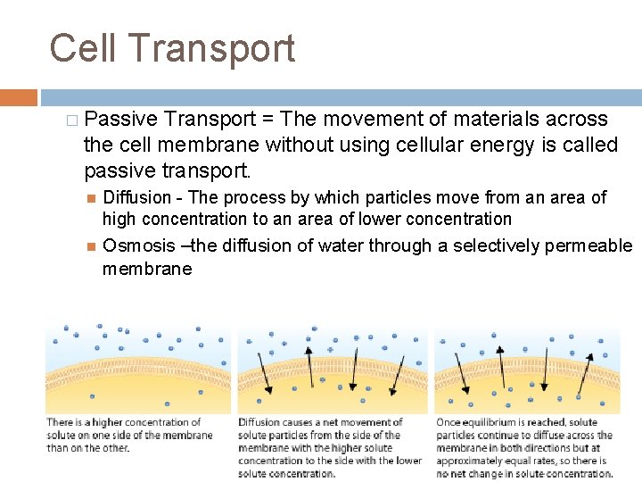 CHAPTER 5 A CLOSER LOOK AT CELL MEMBRANES