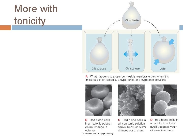 CHAPTER 5 A CLOSER LOOK AT CELL MEMBRANES