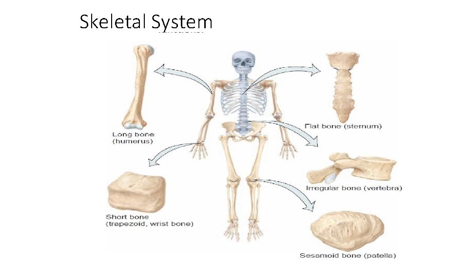 Body Systems The Foundations Smallest unit atom Grouped
