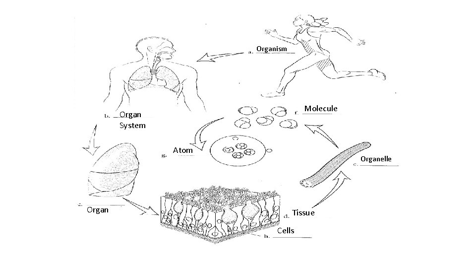 Body Systems The Foundations Smallest unit atom Grouped