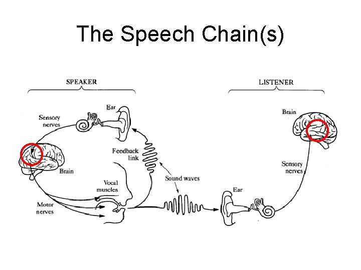 Neural Bases of the Motor Theory of Speech