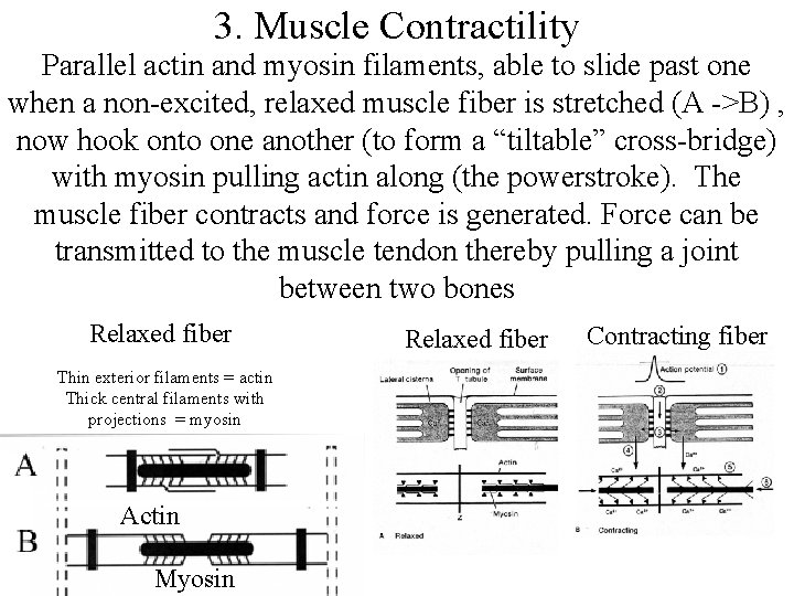 Building Skeletal Muscle and Neuromuscular Control Systems IB