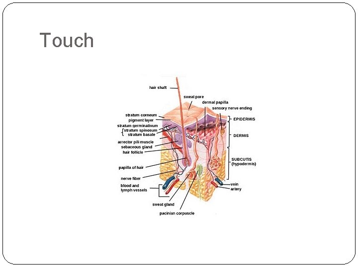 RECEPTORS AND EFFECTORS SENSES MUSCLES AND BONES SENSORY