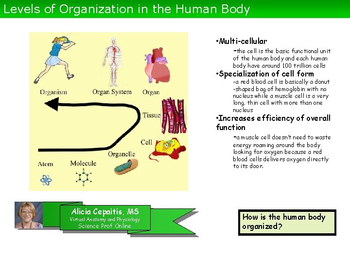 Levels of Organization in the Human Body Science