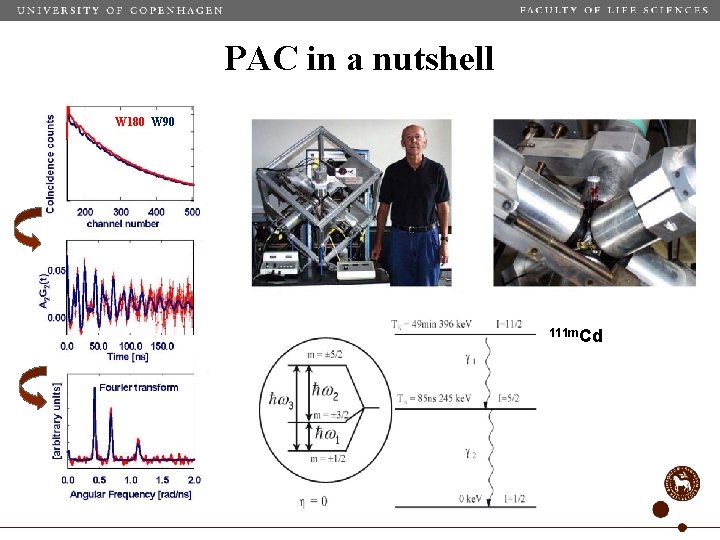 Biochemical Applications Of Perturbed Angular Correlation Of Rays