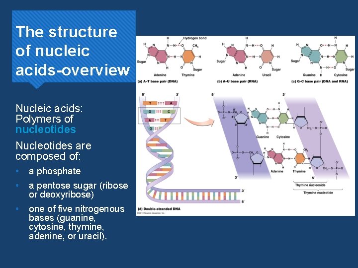 Chapter 7 Microbial Genetics The Structure and Replication