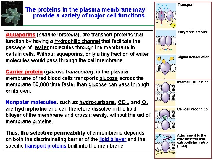 CHAPTER 5 MEMBRANE STUCTURE THE STRUCTURE AND FUNCTION