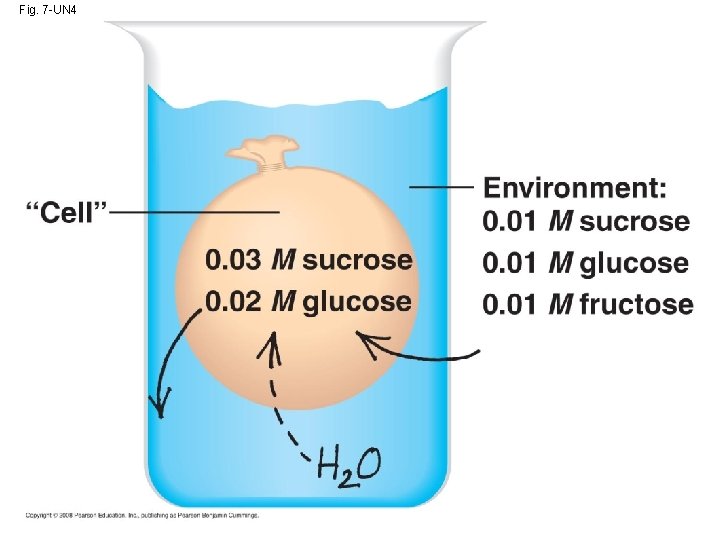 Membrane structure results in selective permeability A cell