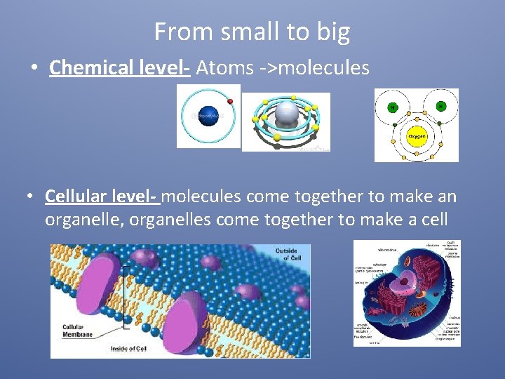 Chapter 1 The Human Body An Orientation Science