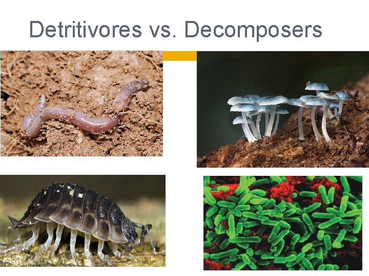 Chapters 47 48 and 49 Bell Ringer 814