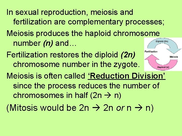 Meiosis What does this picture tell us about