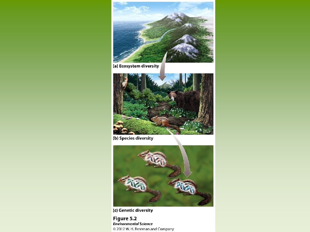 Chapter 5 Evolution of Biodiversity Earth is home