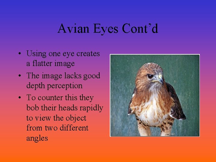 Ornithology Communication Unit Avian Senses Birds have highly