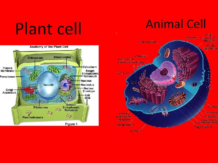Cell organelle Power Point By Tyler Frazier Plant
