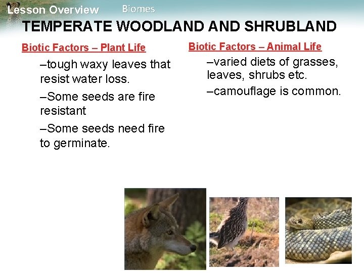 Lesson Overview Biomes Lesson Overview 4 4 Biomes