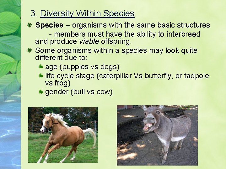 UNIT A Biological Diversity Skill Practice Graph Assignment